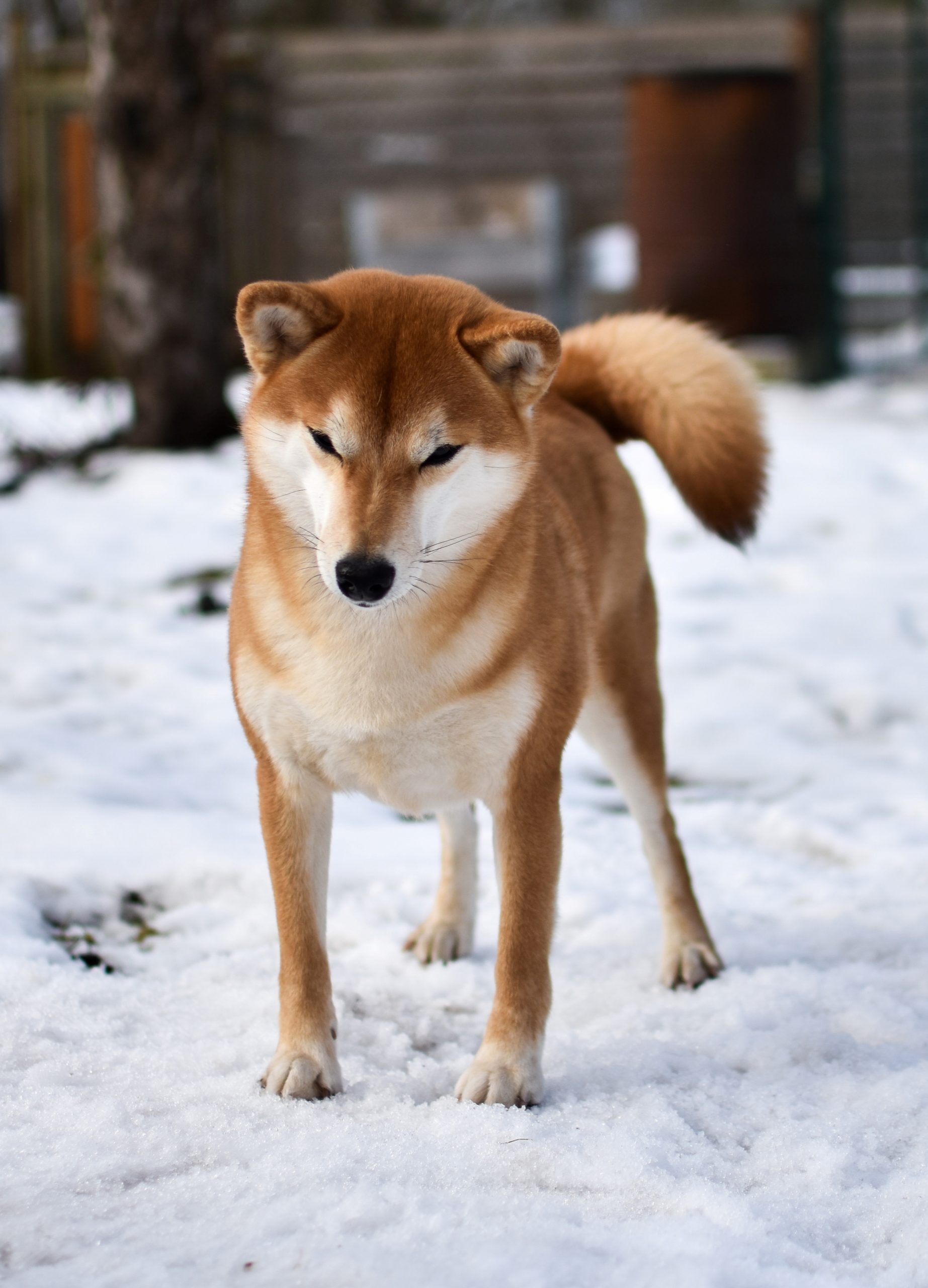 FEMALES - Japanese Shiba Inu Kennel in Estonia